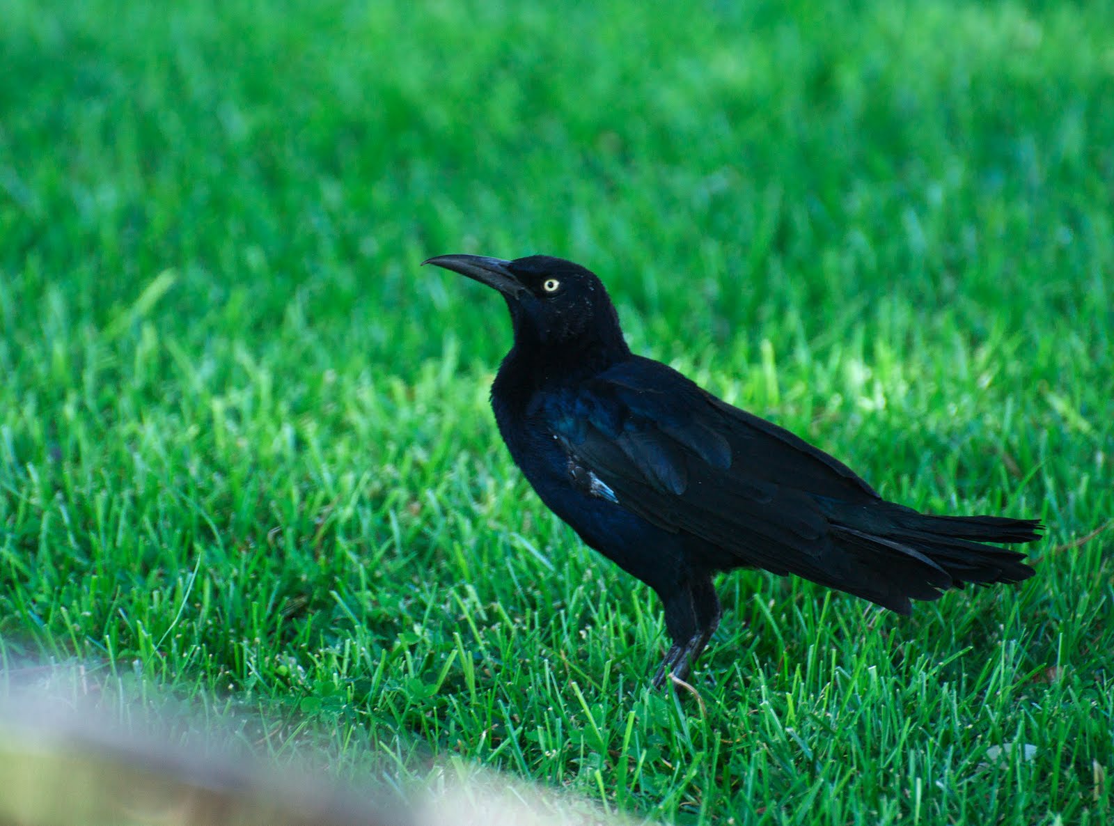NW Bird Blog: Great-tailed Grackle